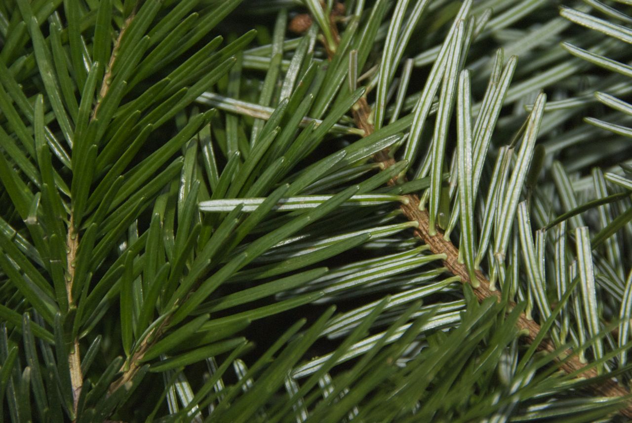 Oh, Fichtenbaum! Oh, Fichtenbaum ... - Wissensküche