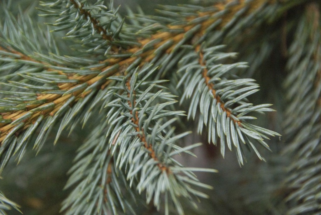 Oh, Fichtenbaum! Oh, Fichtenbaum ... - Wissensküche